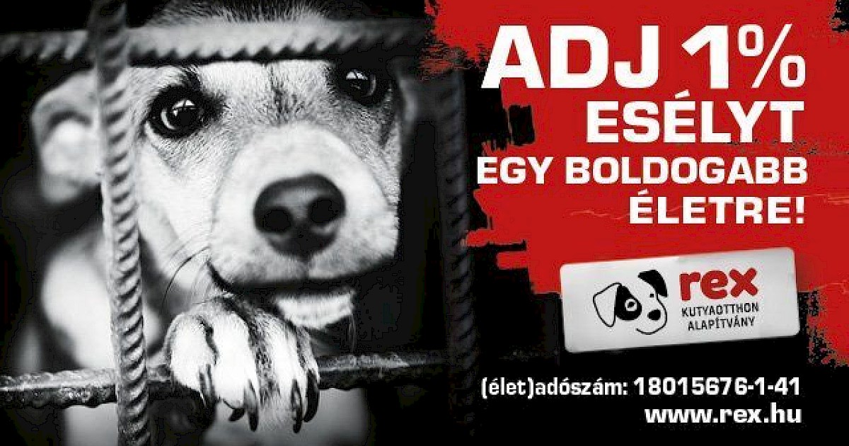Adj esélyt egy jobb életre! – Még nem késő felajánlani adód 1%-át ...